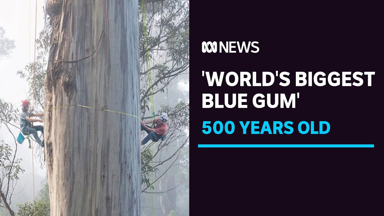 Portrait of a 500yo forest giant, 'the world's biggest blue gum' | ABC ...