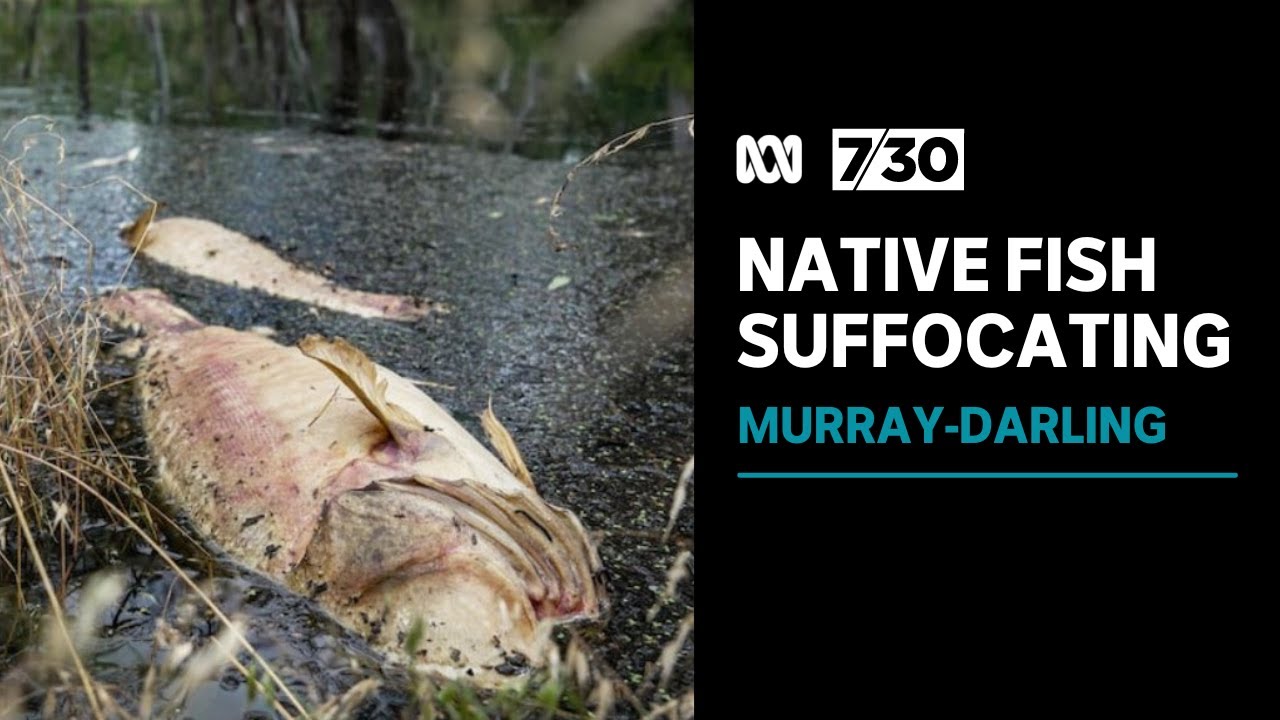 Native fish suffocating as parts of Murray-Darling Basin turn toxic ...