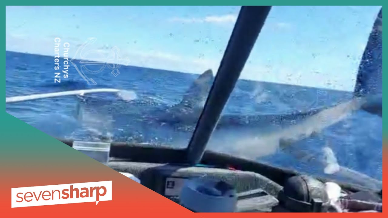 Shark A-flap - The Global Herald