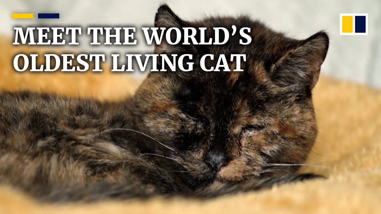 Meet Flossie, the world’s oldest living cat at nearly 27 years old ...