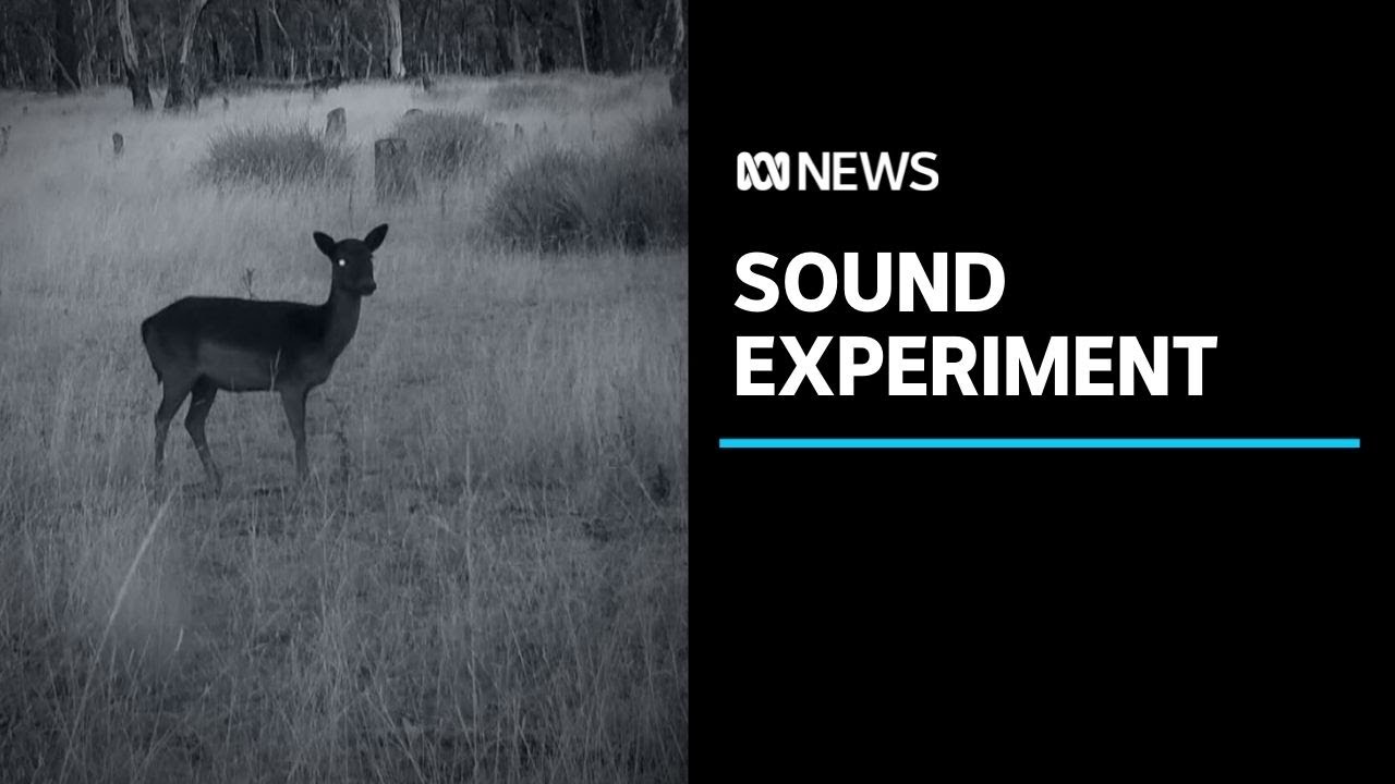University project uses the voices of ABC presenters to control feral ...