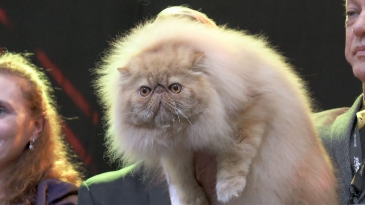 'Most beautiful cats in the world' judged at contest in Belgium - The ...