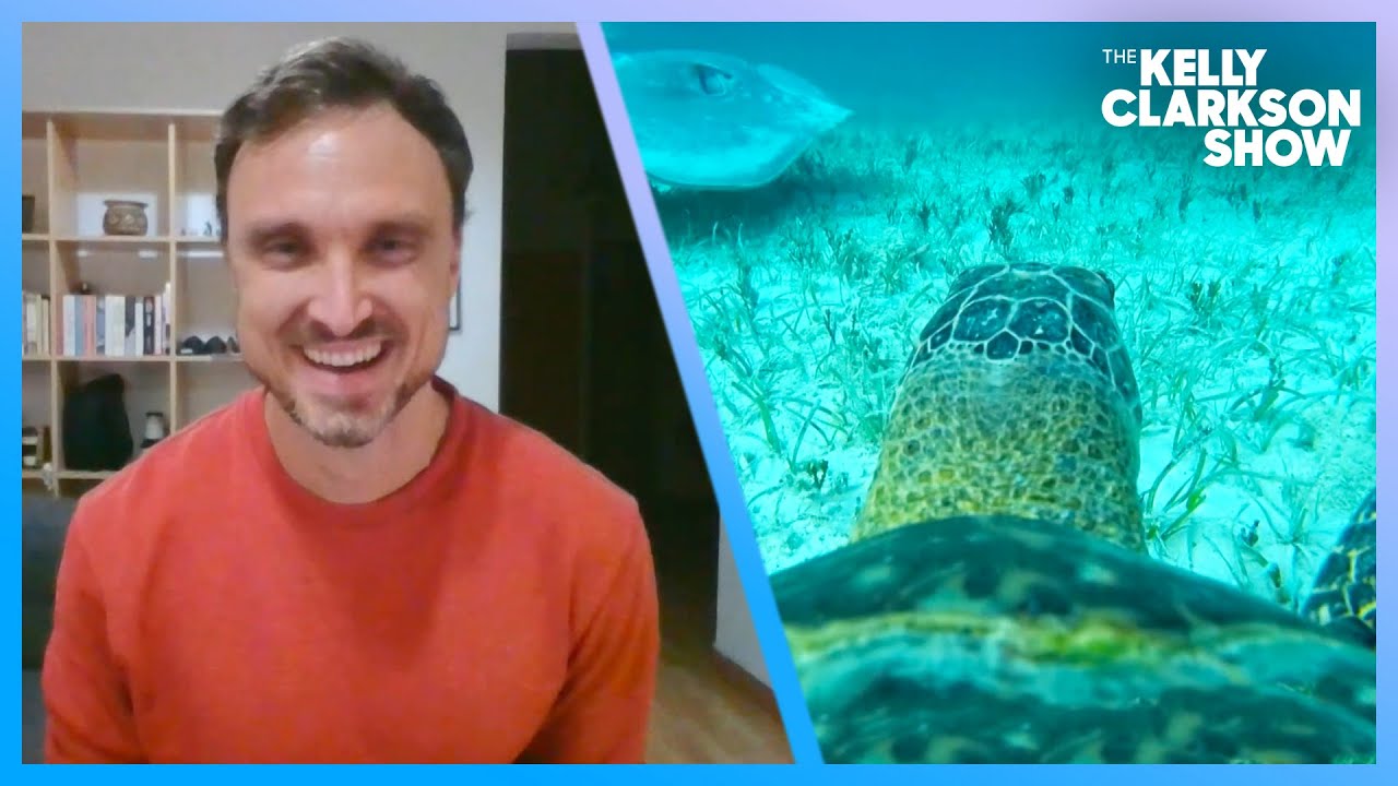 Scientists Record Lives Of Sea Turtles Through Underwater Shell Cameras ...