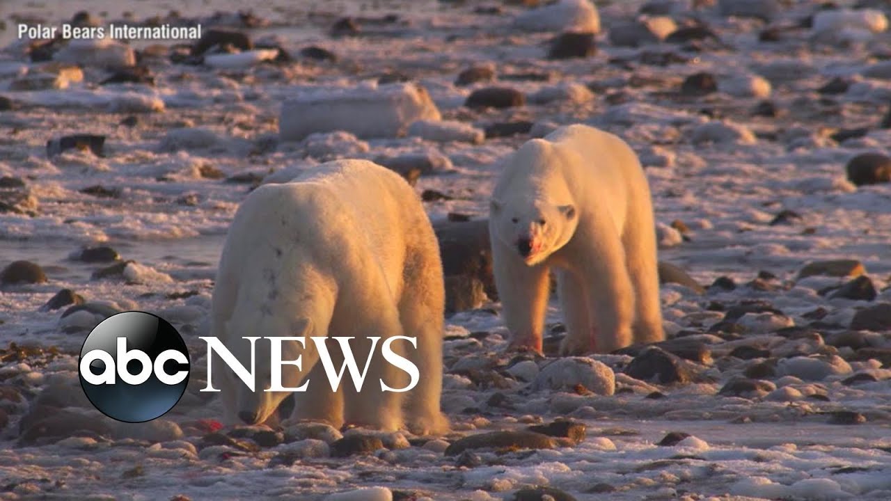 Polar bears’ changing habitat shows impacts of climate change - The ...