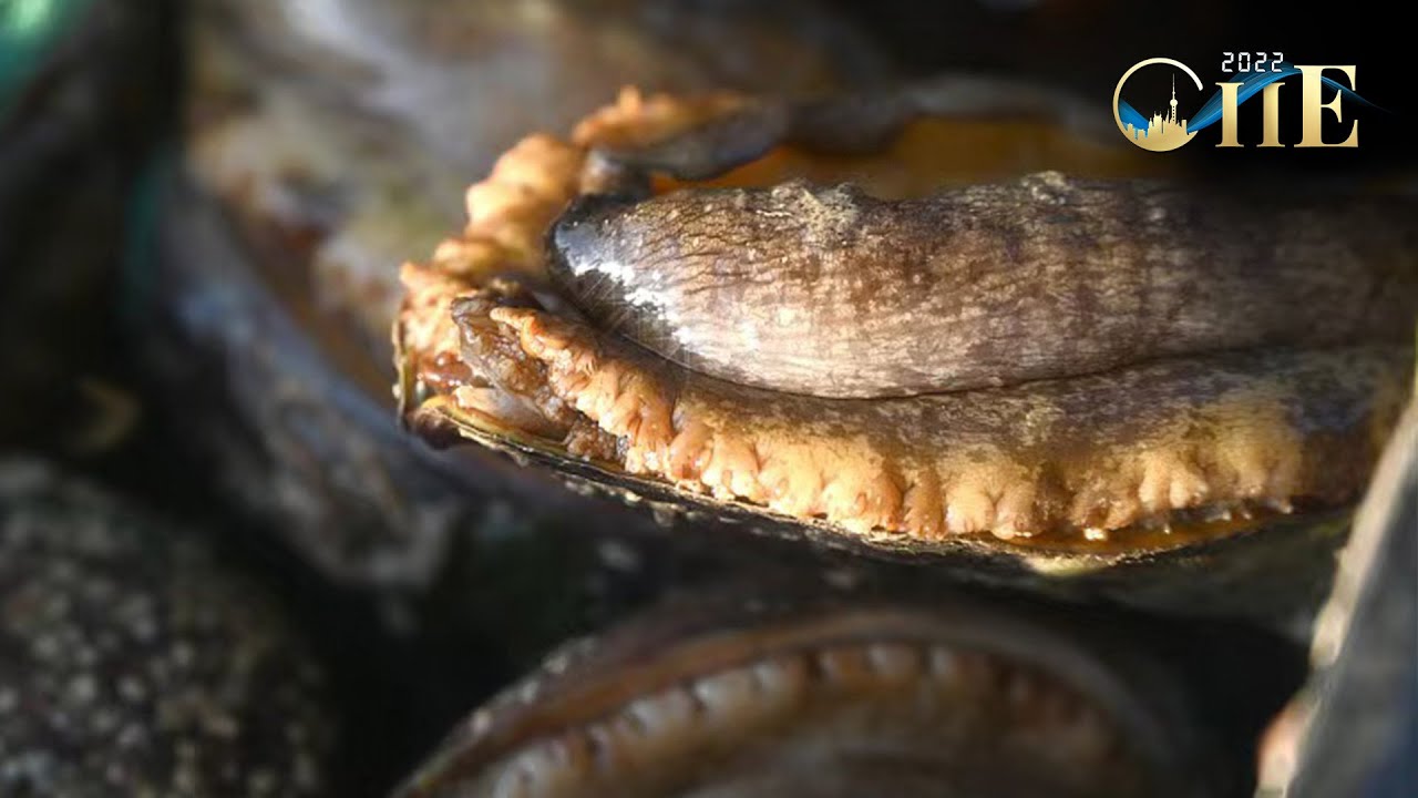 Live: Explore an abalone farm on South Africa's SW coast - The Global ...