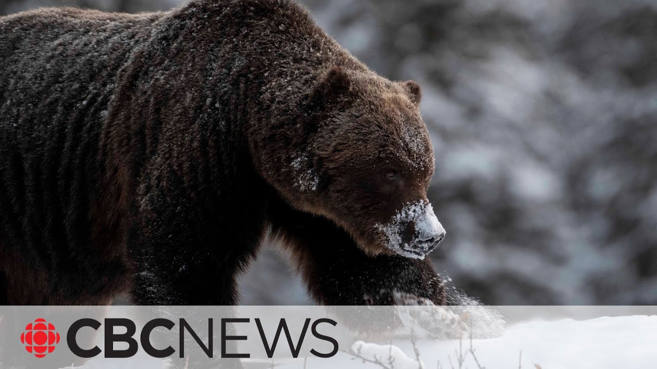 Who's The Boss? Photos showcase one of Banff's toughest grizzlies - The ...