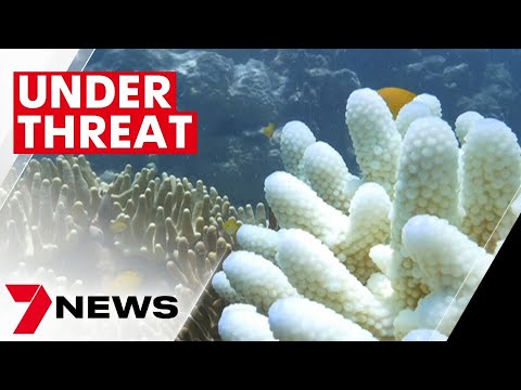 United Nations recommends Great Barrier Reef be classed as 'in danger ...