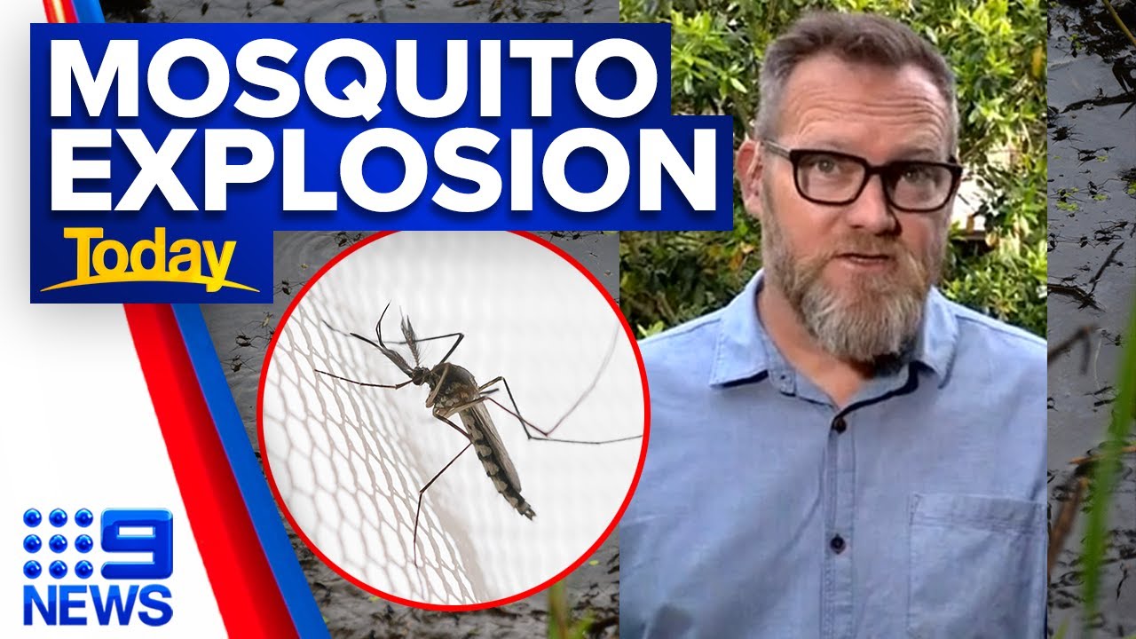 Mosquito influx hitting Australia's east coast amid La Niña | 9 News ...