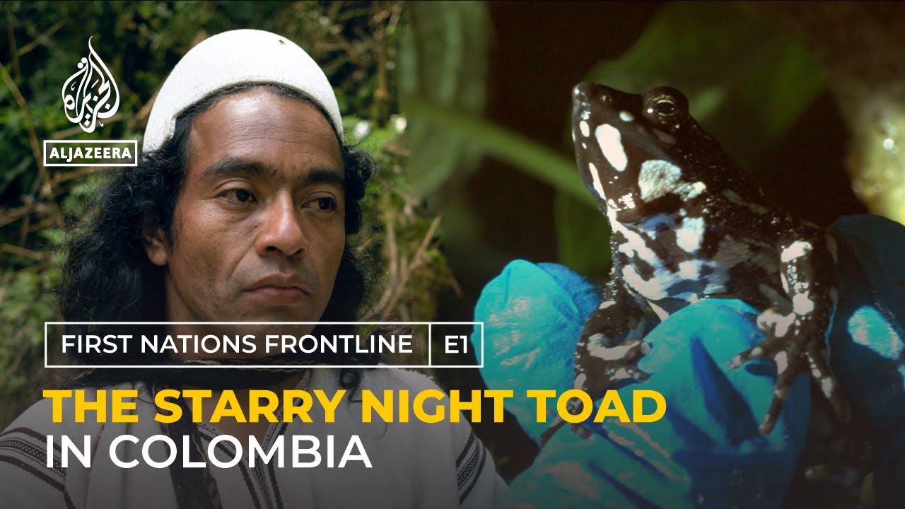 The frog that could save the world: Colombia's Starry Night Toad ...