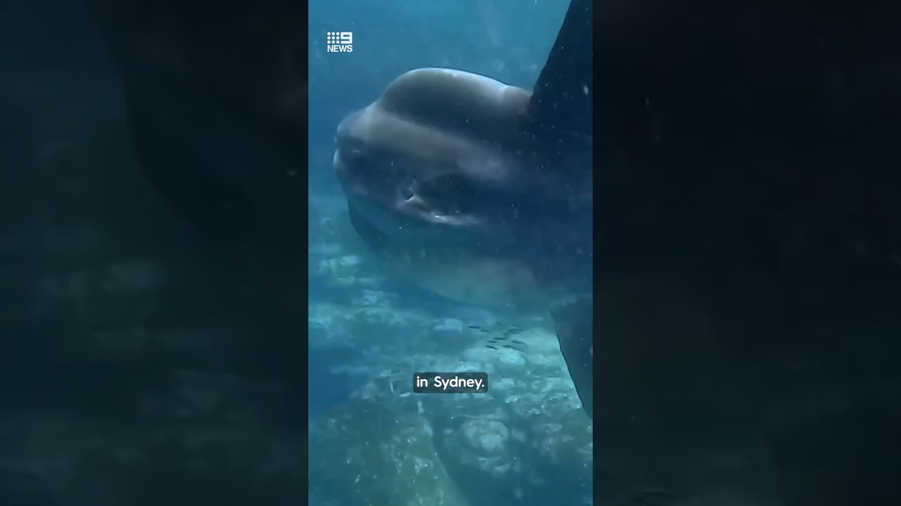 Rare Sunfish Spotted on Sydney's Northern Beaches | 9 News Australia ...