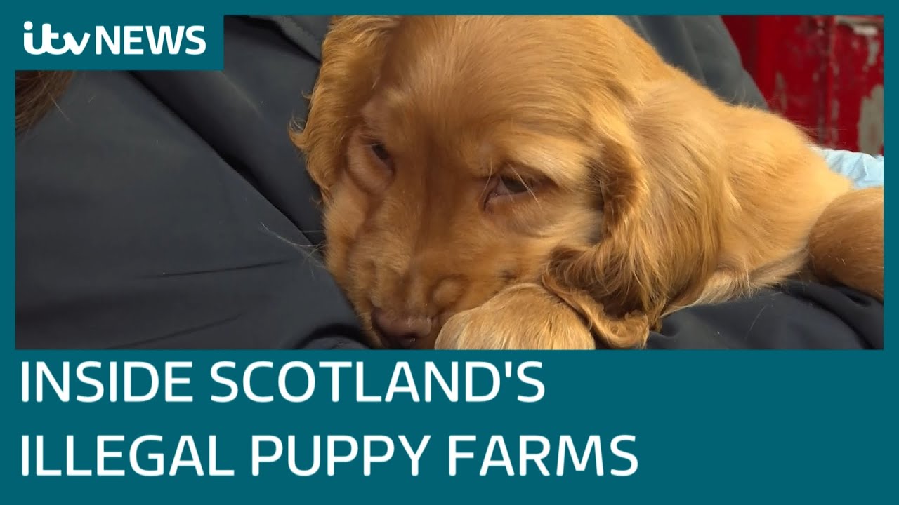 Inside Scotland's 'battery farms' where puppies are exploited by ...