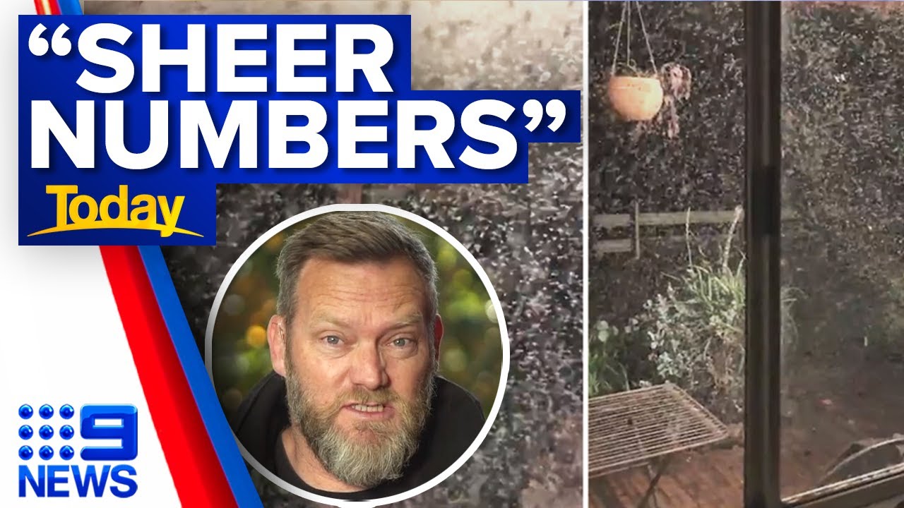 Horrific footage shows mosquitos swarming NSW home after floods | 9 ...