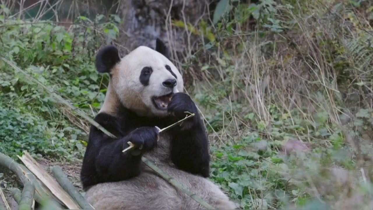 China's giant panda national park helps more newborns return to wild ...