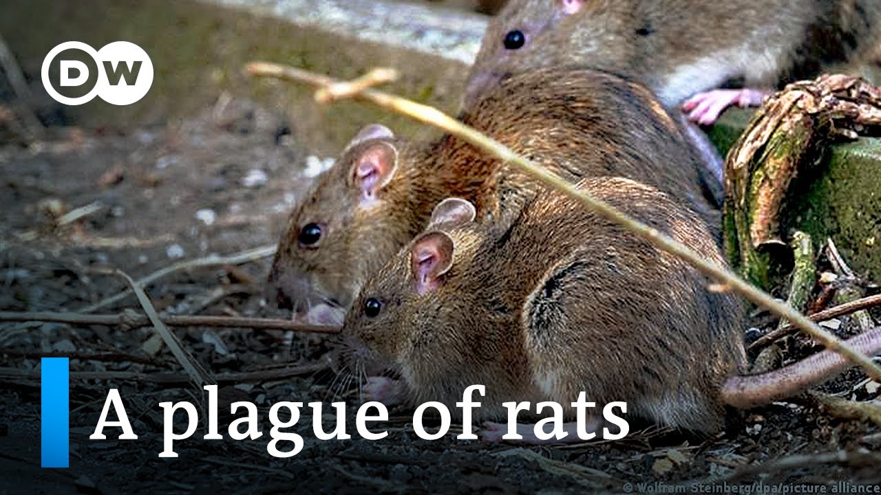 How COVID caused a plague of rats in France | Focus on Europe - The ...