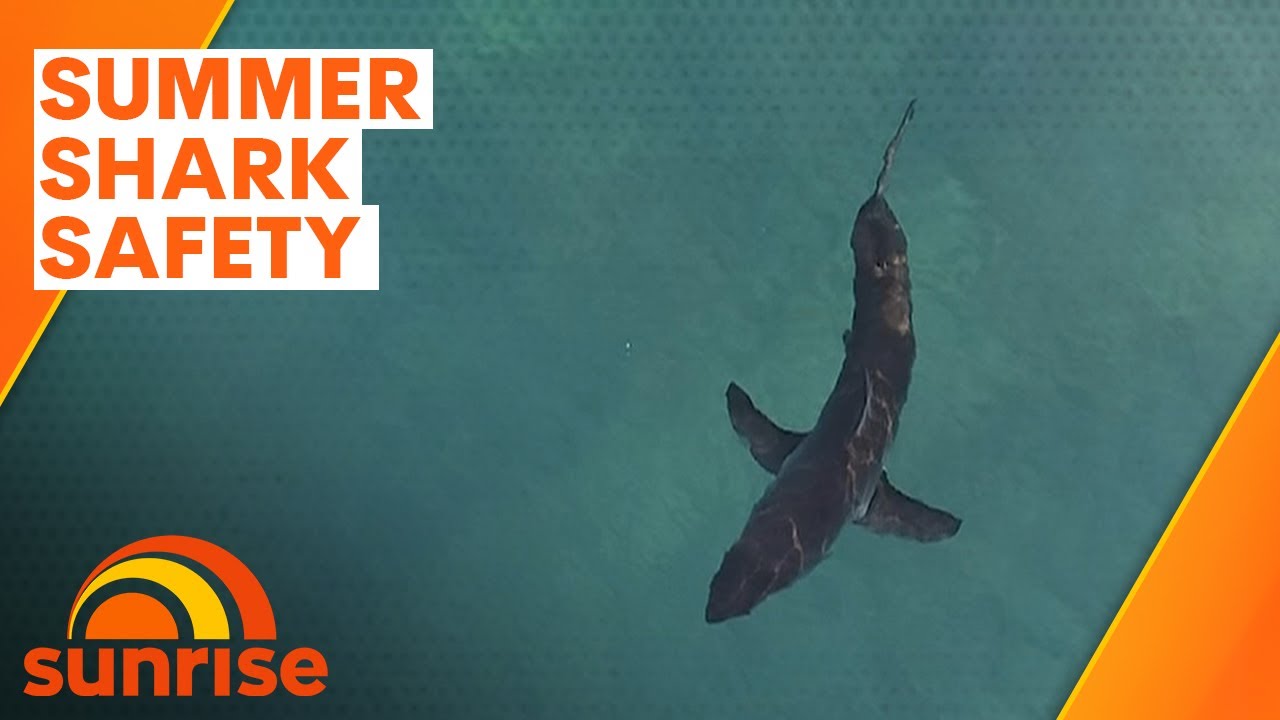 Staying safe around sharks this summer | Sunrise - The Global Herald