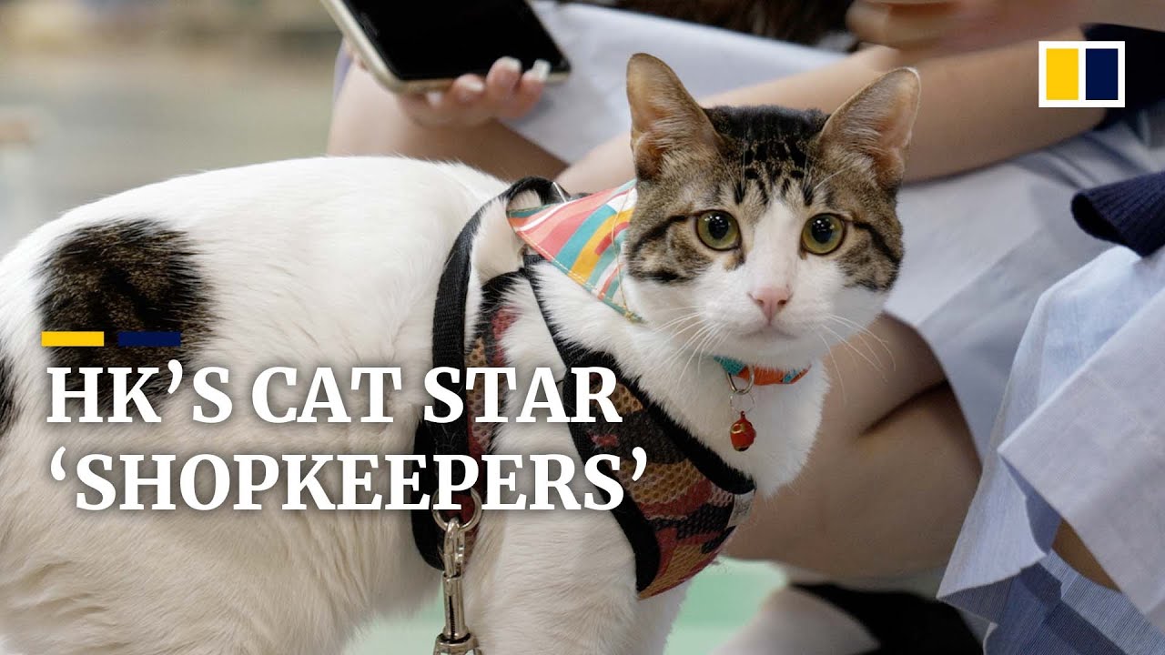 From stray cats to online stars: Hong Kong’s feline shopkeepers play ...