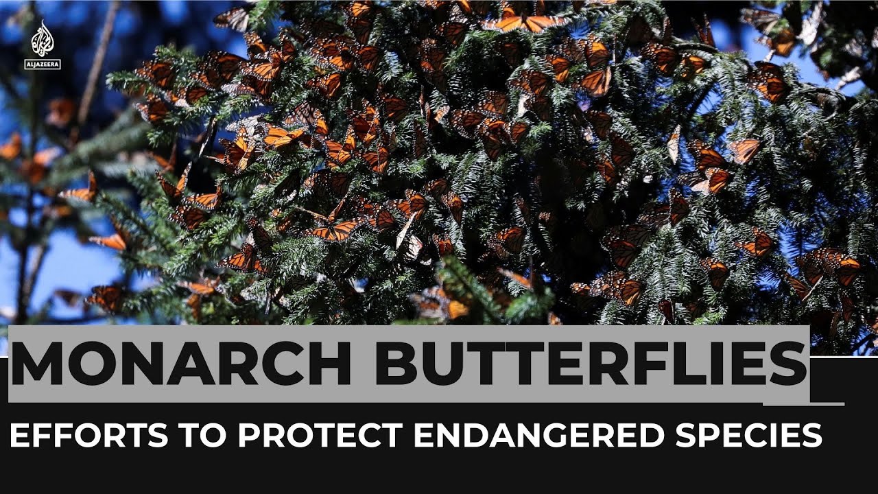 Efforts in Mexico to protect monarch butterflies' winter grounds - The ...