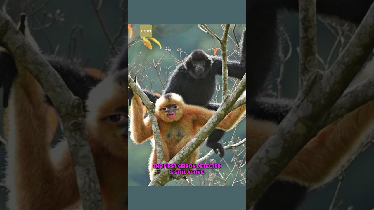 Cool Facts: There are only 36 Hainan gibbons in the world - The Global ...