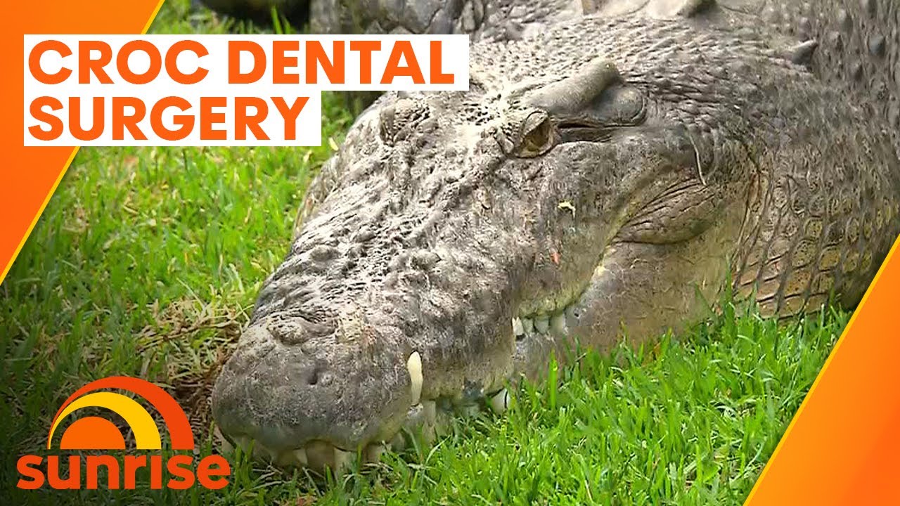 Putting a smile back on a crocodile: the dangerous surgery performed by ...