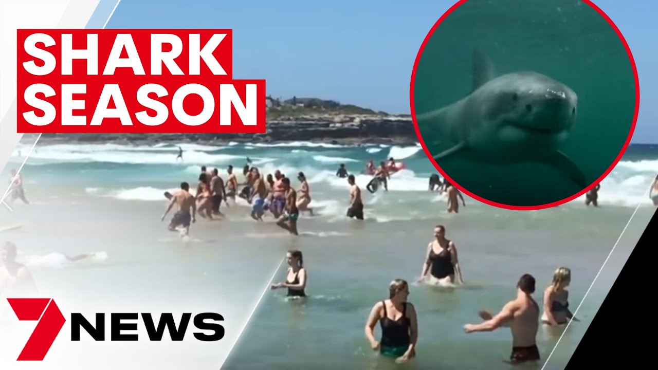 Shark surveillance systems are sharper than ever before in Sydney ...