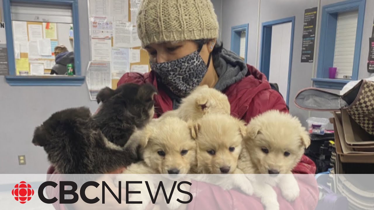 Winnipeg group rescues between 30 and 60 dogs a month. - The Global Herald