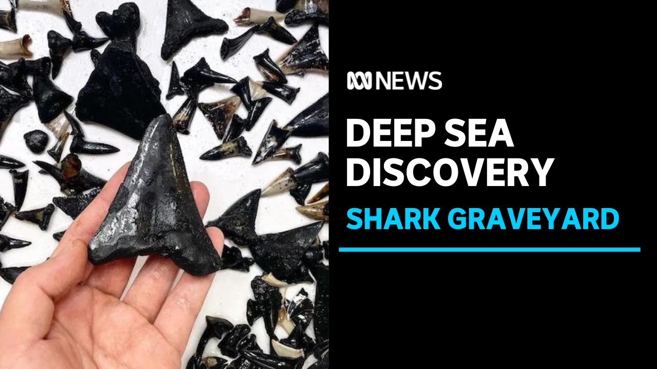 A 'shark graveyard' discovered in the deep sea sheds light on ...