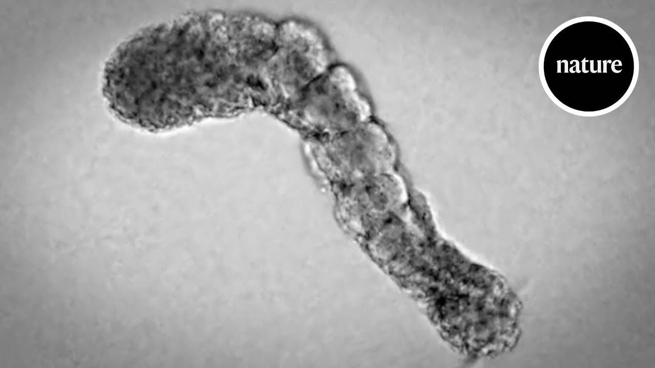 Artificial embryos: the hidden steps in forming a spine - The Global Herald