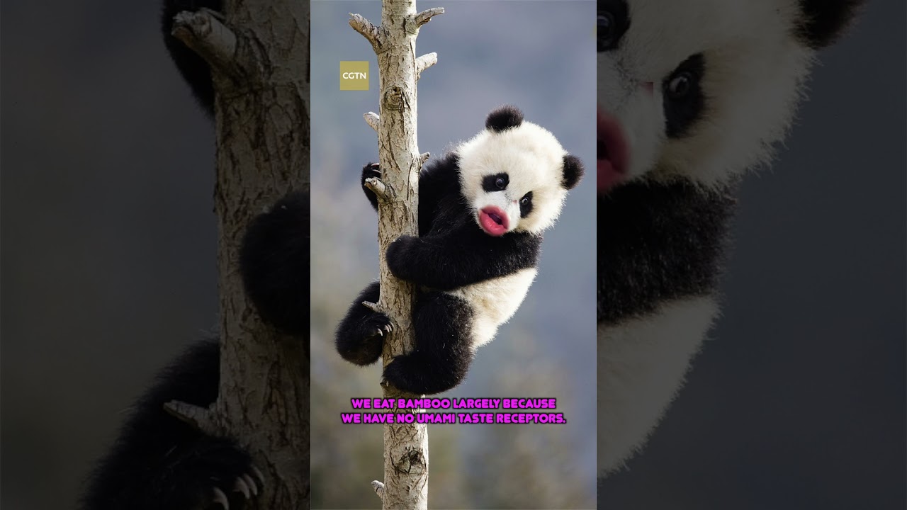 Cool Facts: Giant panda have no umami taste receptors - The Global Herald
