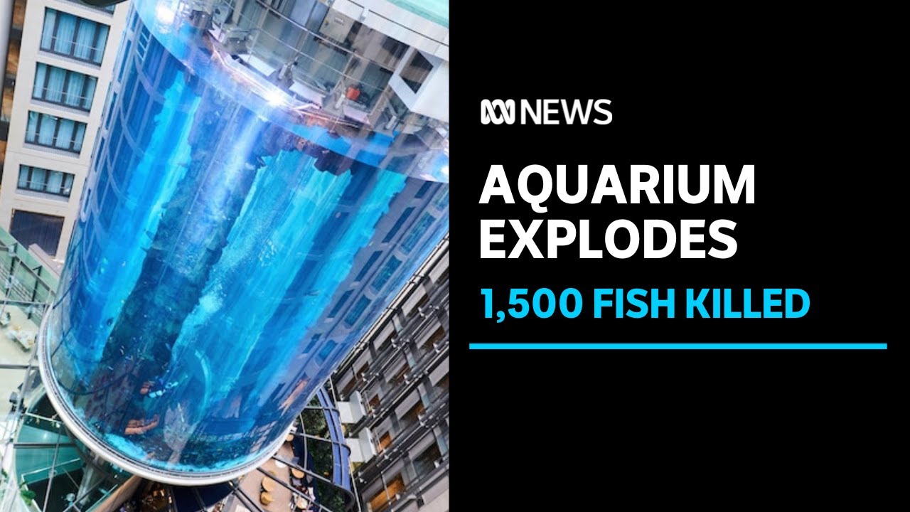 Giant aquarium bursts in Germany killing 1,500 tropical fish | ABC News ...