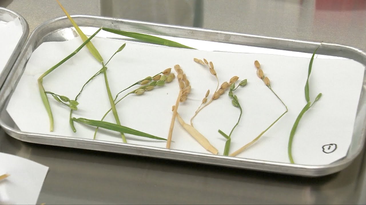 Space plant samples brought back to Earth for further research - The ...