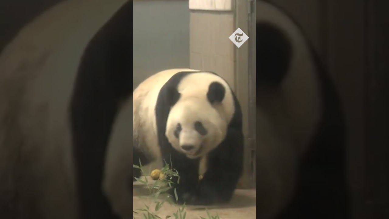 Crowds flock to see popular panda before his return to China - The ...