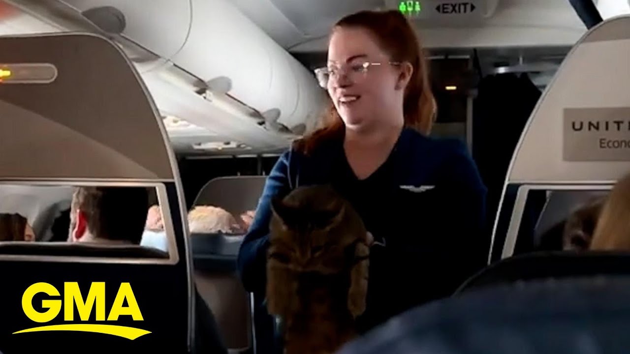 Flight attendant helps lost cat find its owner while in flight - The ...