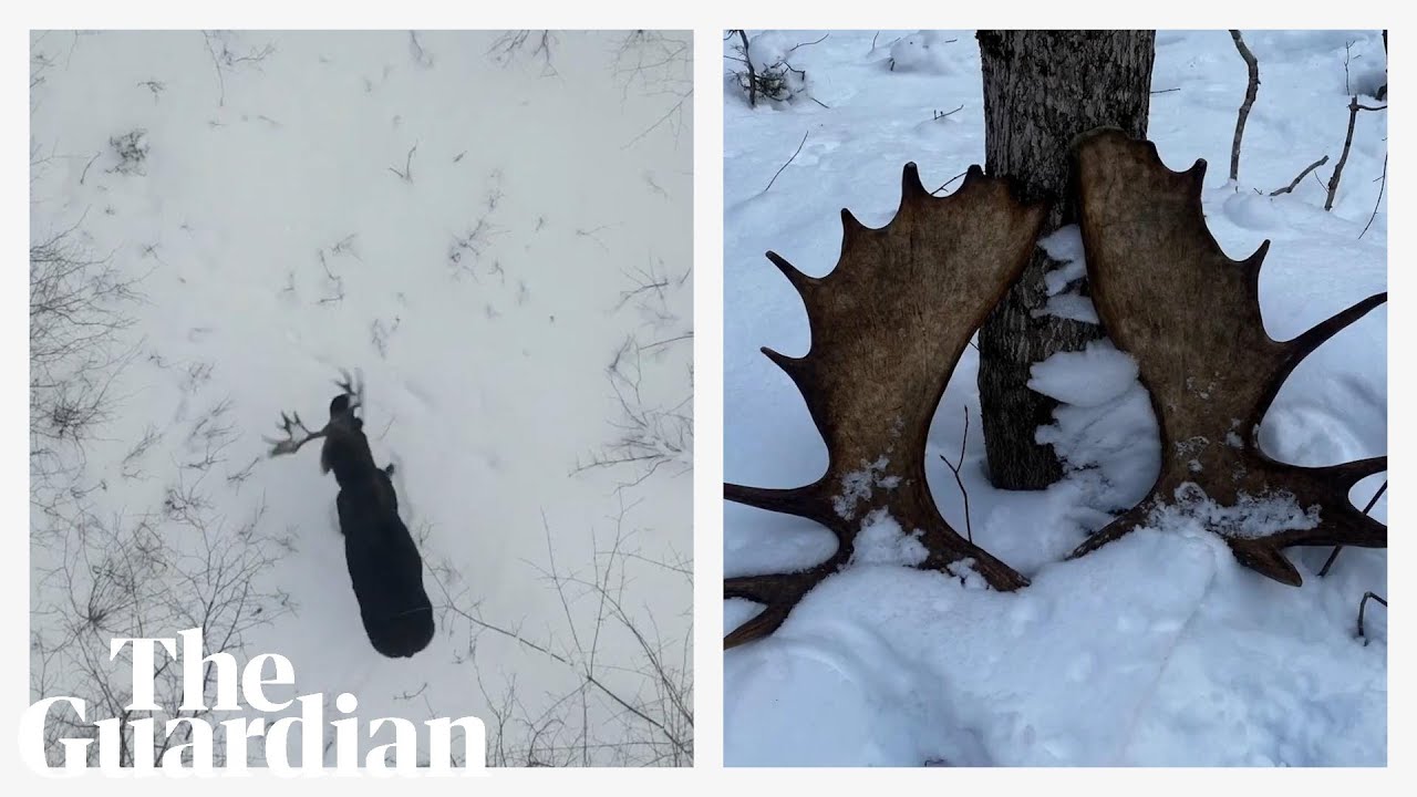 Rare drone footage captures moose shedding its antlers in a snowy ...