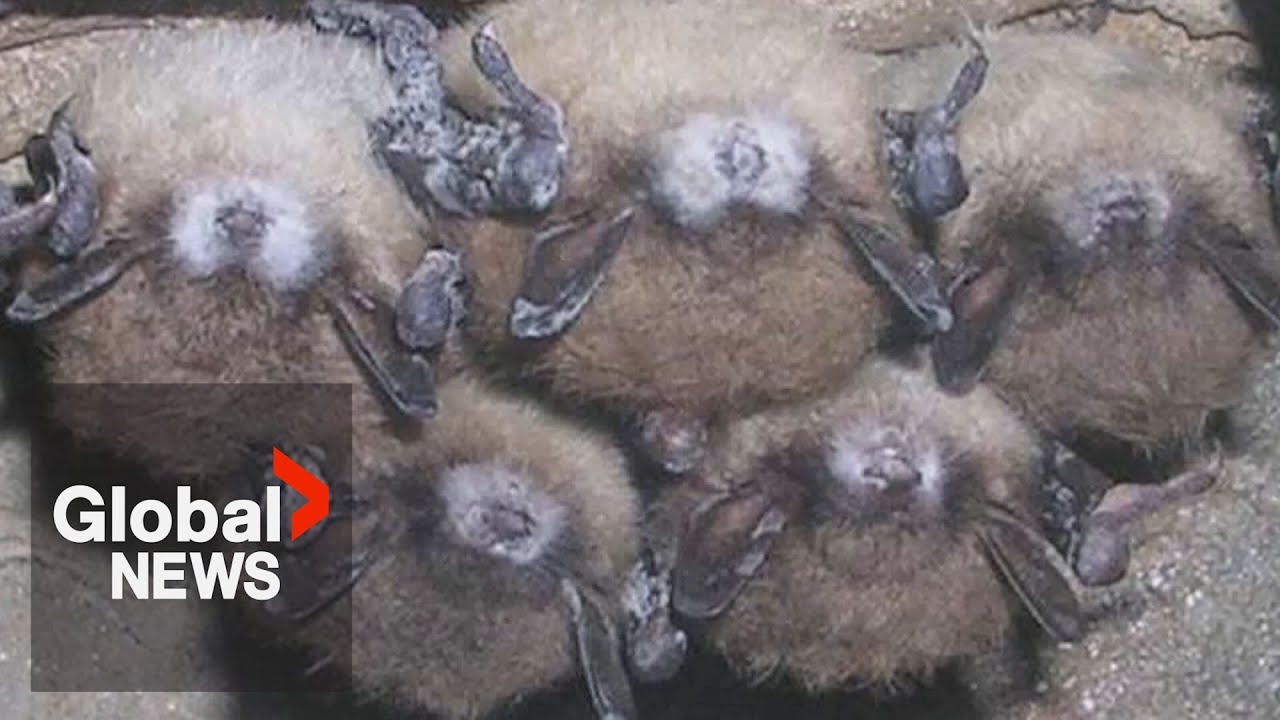 Alberta bat population at risk after deadly fungus found in province ...