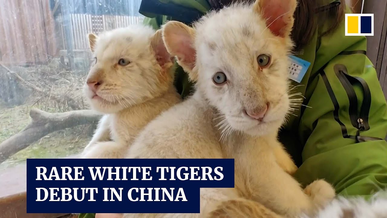 Rare white tiger triplets, with two even rarer nearly stripeless cubs ...