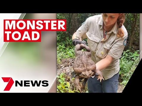 Monster 2.7kg cane toad dubbed 'Toadzilla' found near Airlie Beach in ...