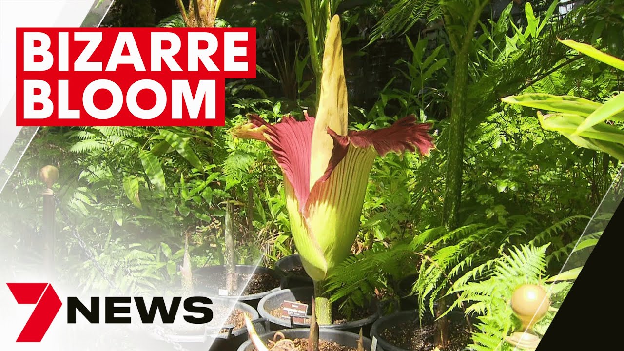 Thousands flock to see and smell rare corpse flower at Adelaide Botanic ...
