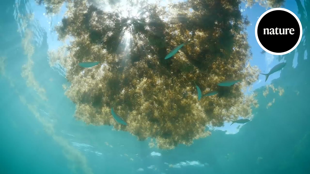 Drowning in seaweed: How to stop invasive Sargassum - The Global Herald