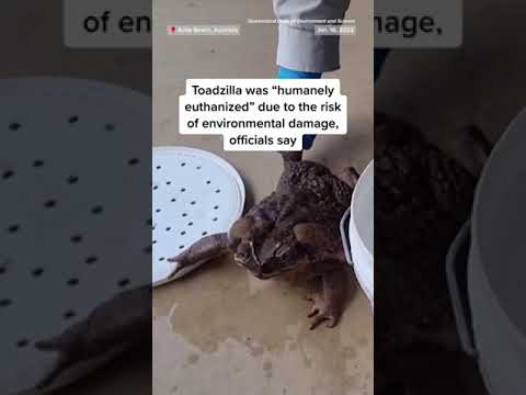 Meet #Toadzilla - The Global Herald