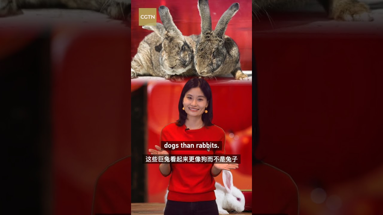 Hopping Into Tunian Meet The World S Biggest And Smallest Bunnies