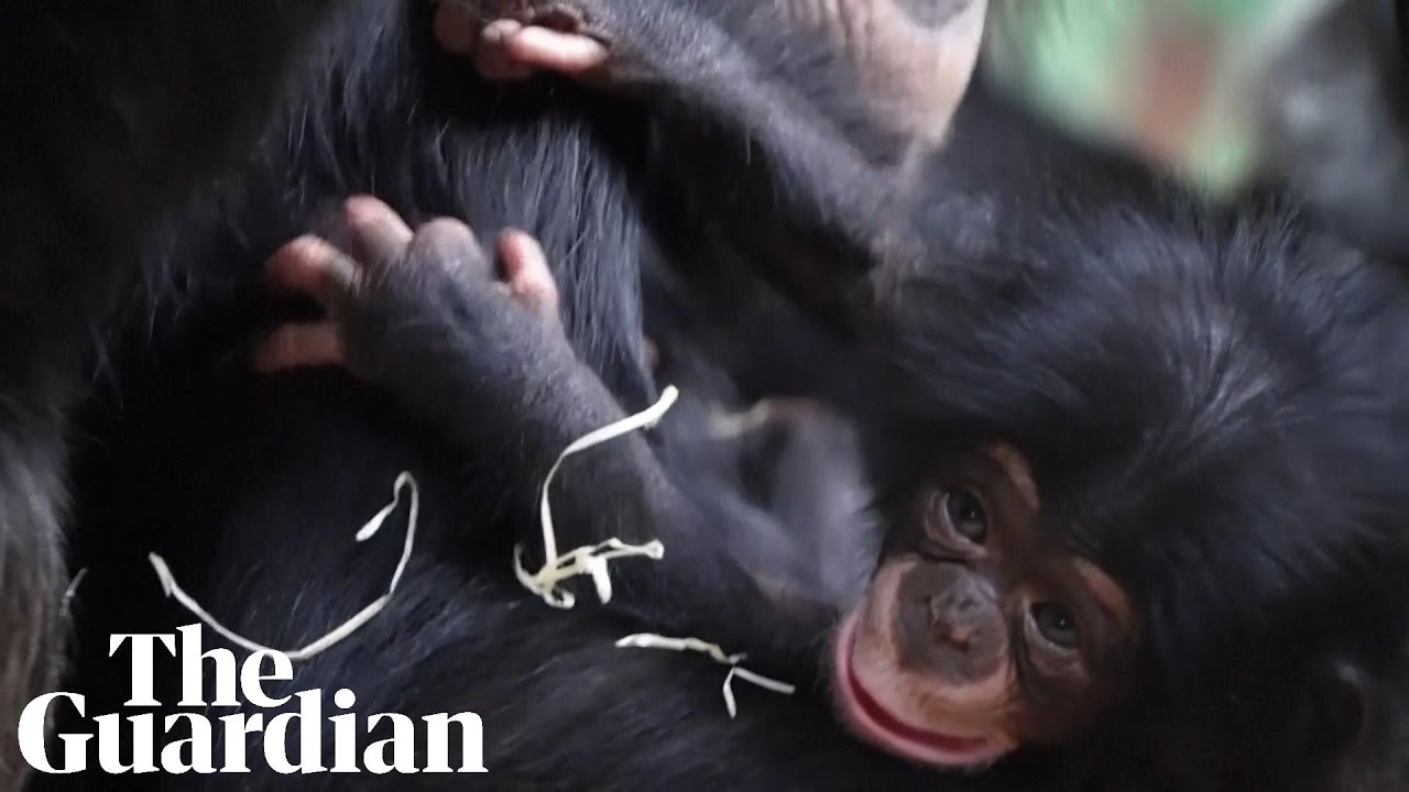 World's rarest chimpanzee species baby born at Chester zoo - The Global ...