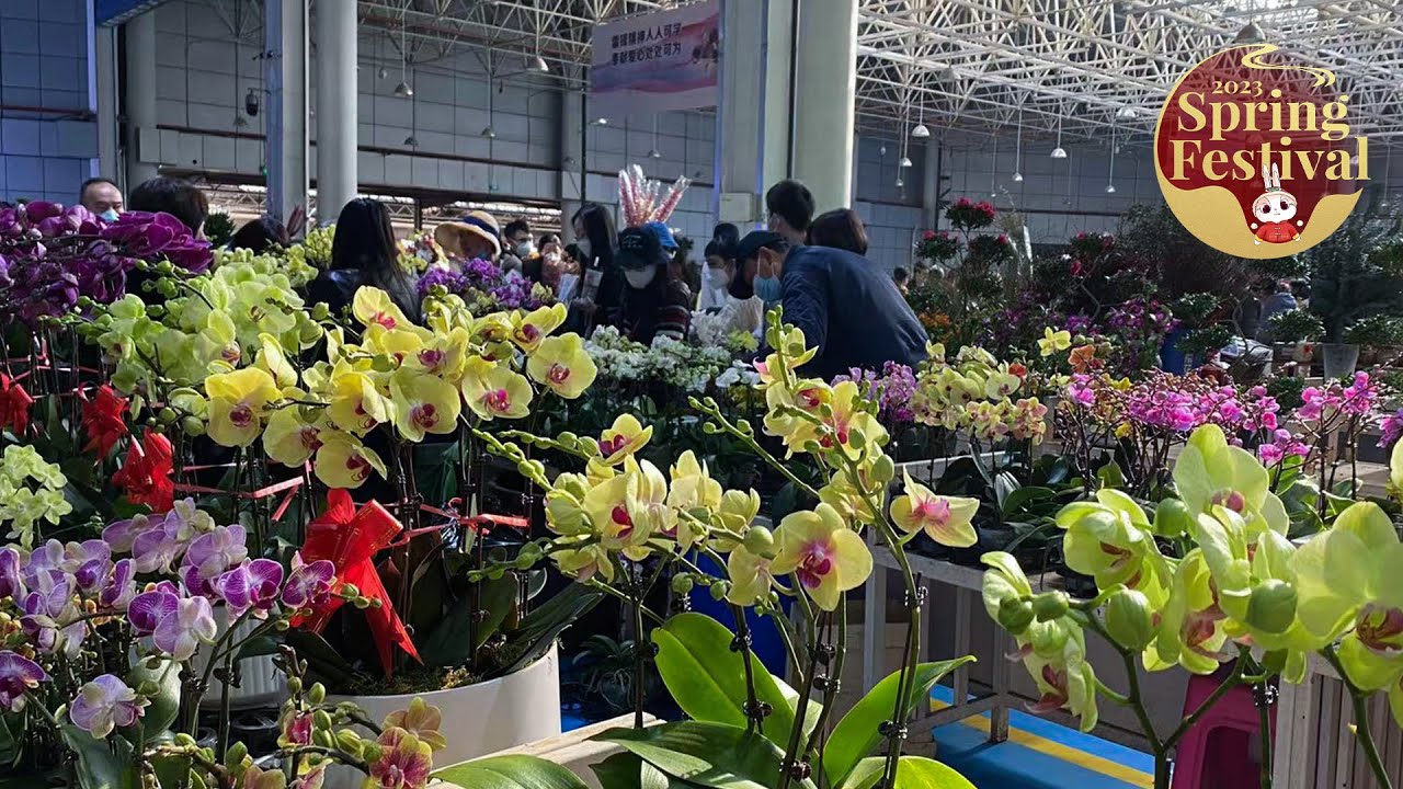 Live: Visiting one of China's largest flower markets ahead of Spring ...
