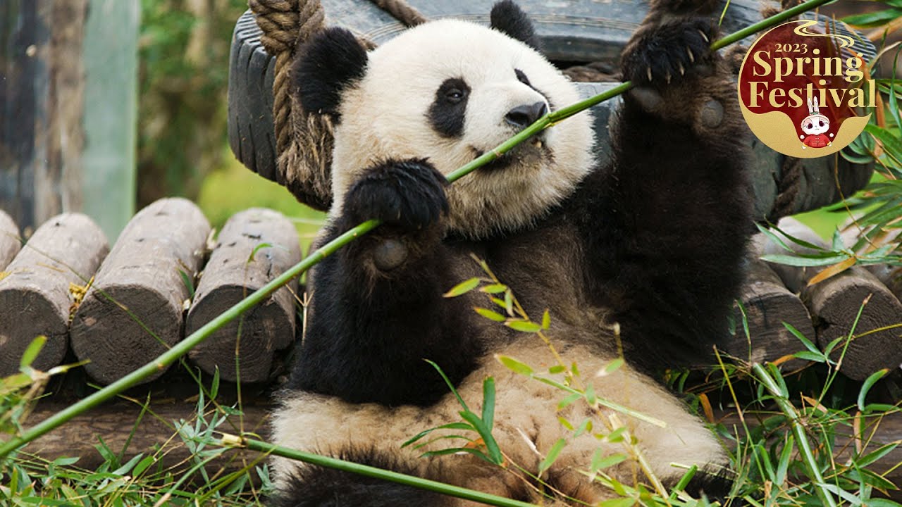 Live: Pandas celebrate Chinese New Year in Indonesia's Safari Park ...