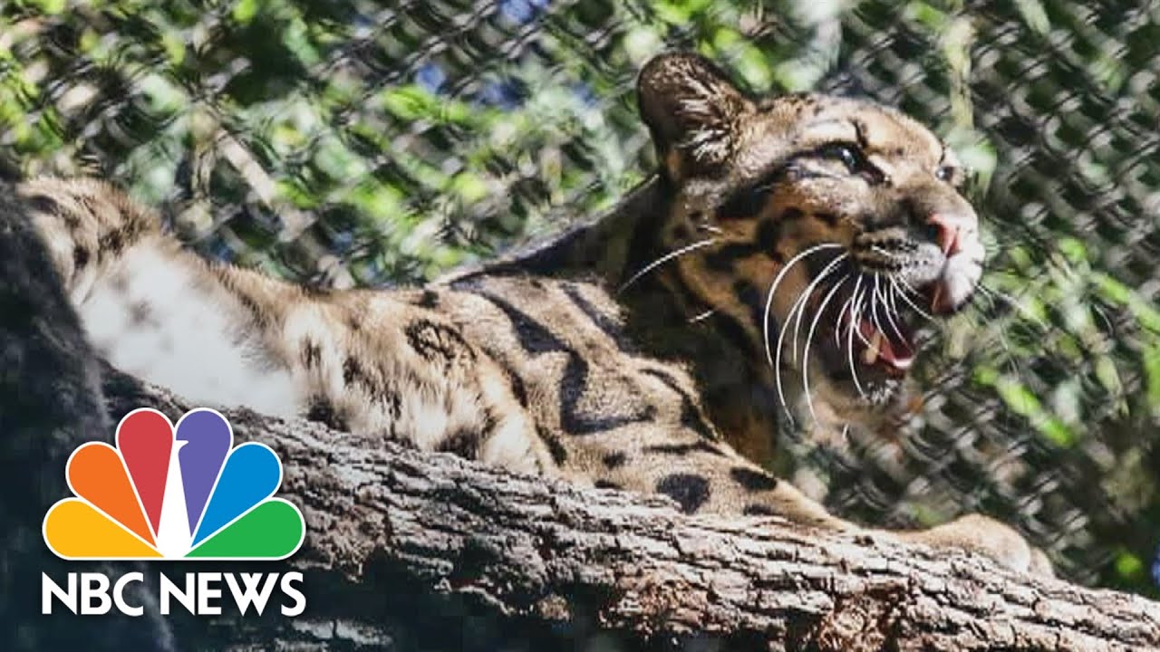 Clouded leopard escapes enclosure at Dallas Zoo - The Global Herald