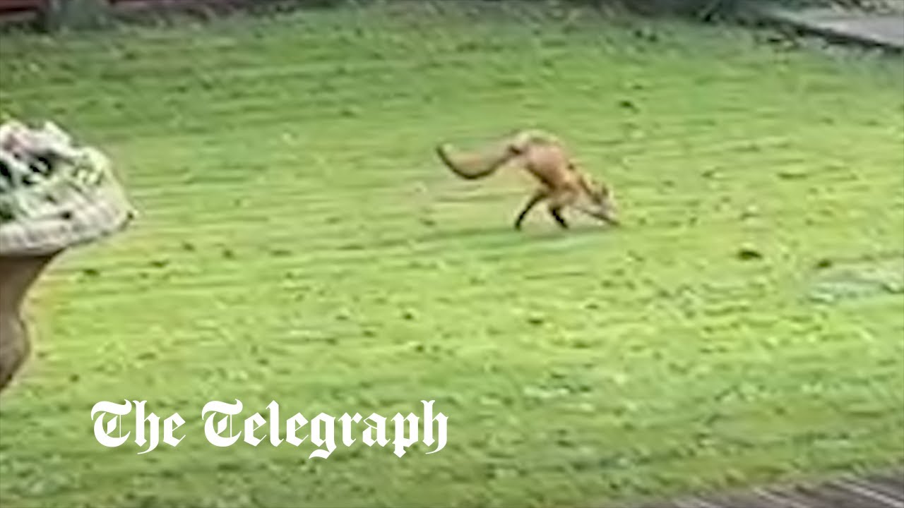 Watch the bizarre moment a two-legged fox is spotted in a Derbyshire ...