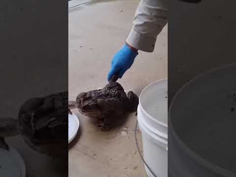 A giant cane toad dubbed "Toadzilla" discovered in Australia - The ...