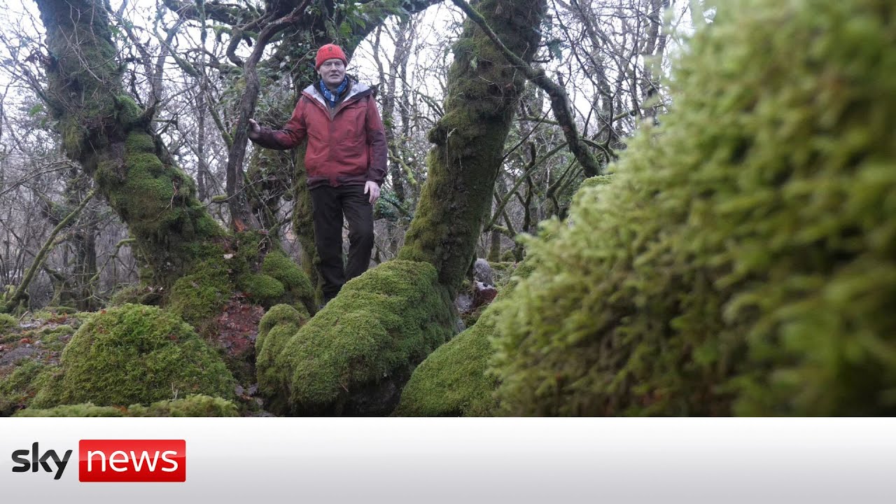 The lost rainforests of Britain - The Global Herald