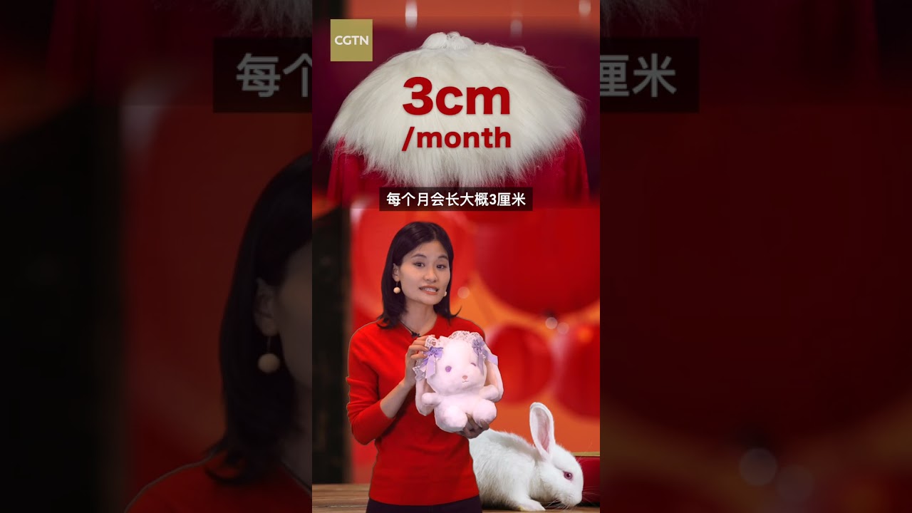 Hopping into Tunian: Meet the world's fluffiest rabbit - The Global Herald