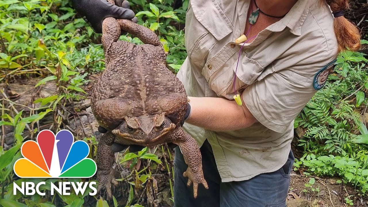 Meet 'Toadzilla' – Australia's record-breaking cane toad - The Global ... Meet 'Toadzilla' – Australia's record-breaking cane toad - The Global ...