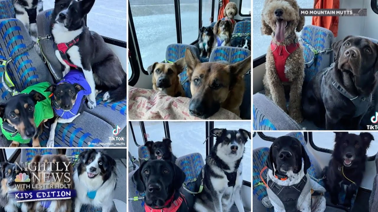 Come take a ride on the cutest bus route in the country | Nightly News ...